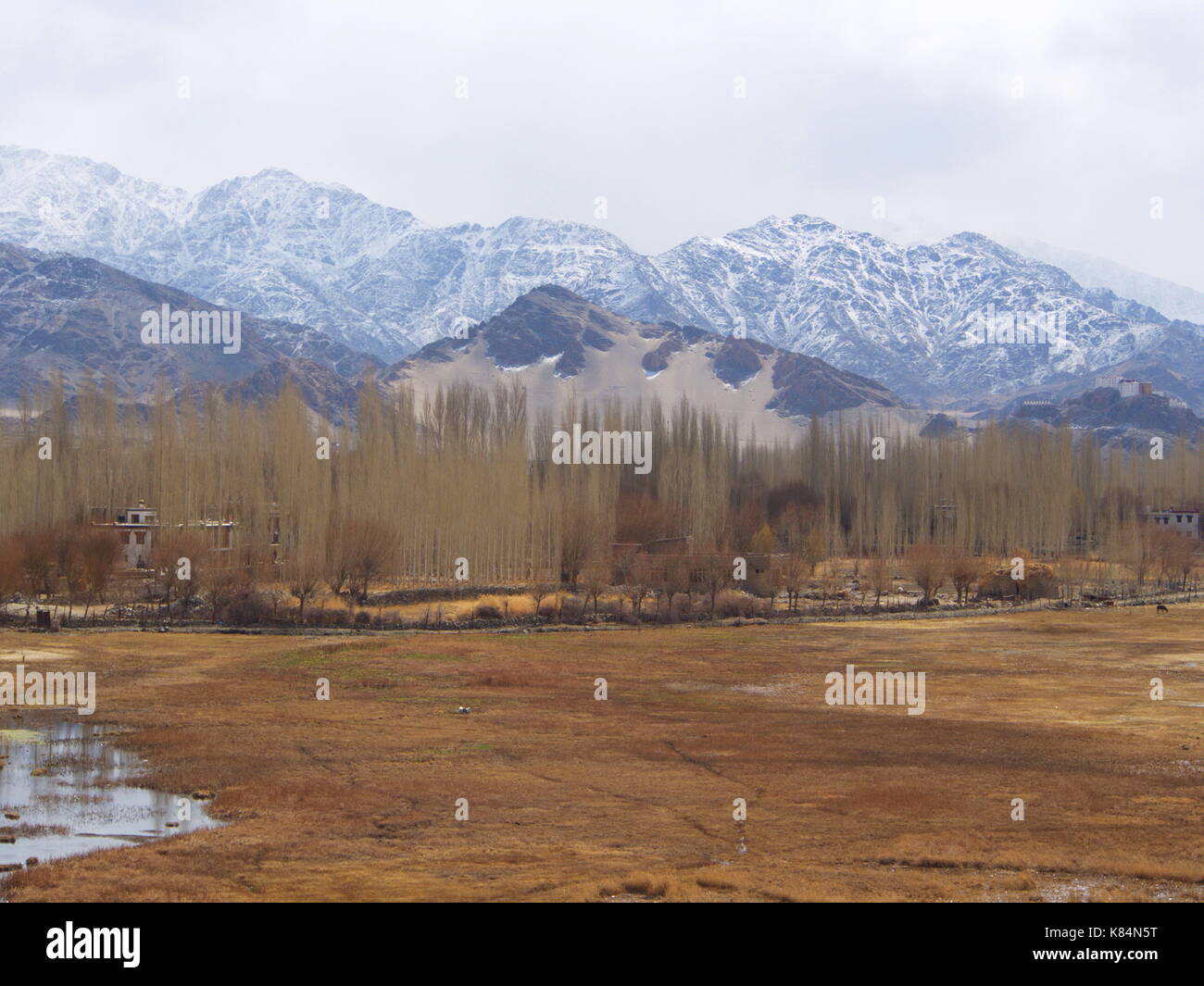 A Snow Mountain and Leh Village View with Green Tree. Leh, India ...