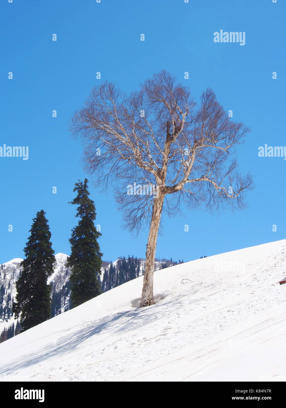 Trees in forest jammu kashmir hi-res stock photography and images - Alamy