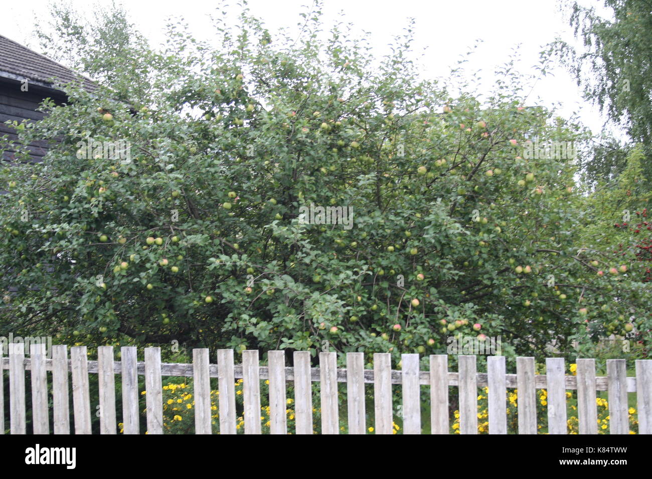 Unsorted plants hi-res stock photography and images - Alamy