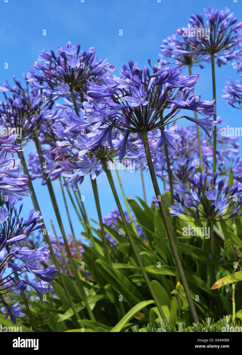 The bright blue flowers of Agapanthus, also known as African Lily or ...