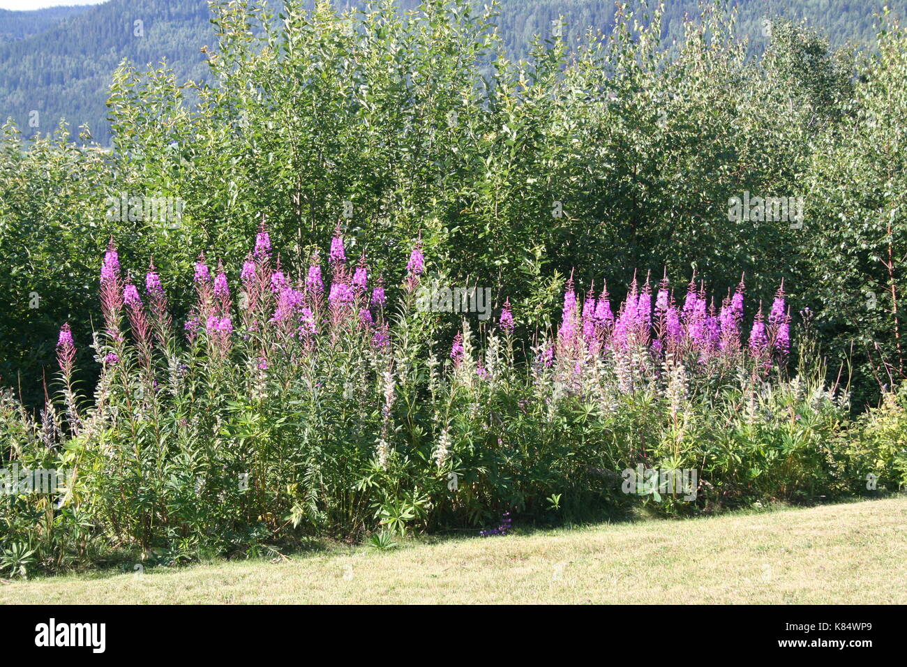 Unsorted plants hi-res stock photography and images - Alamy