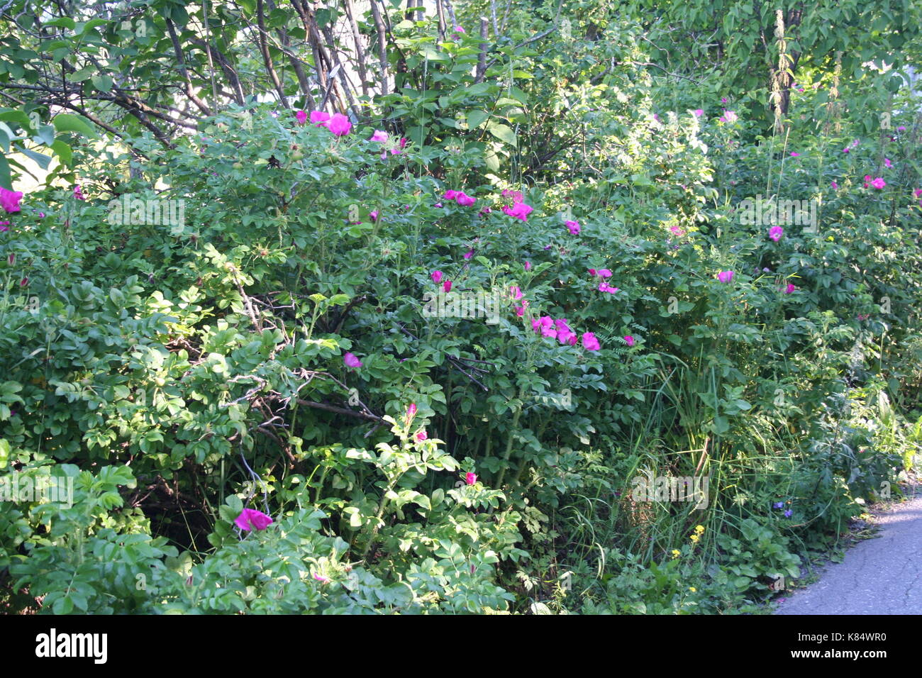Unsorted plants hi-res stock photography and images - Alamy