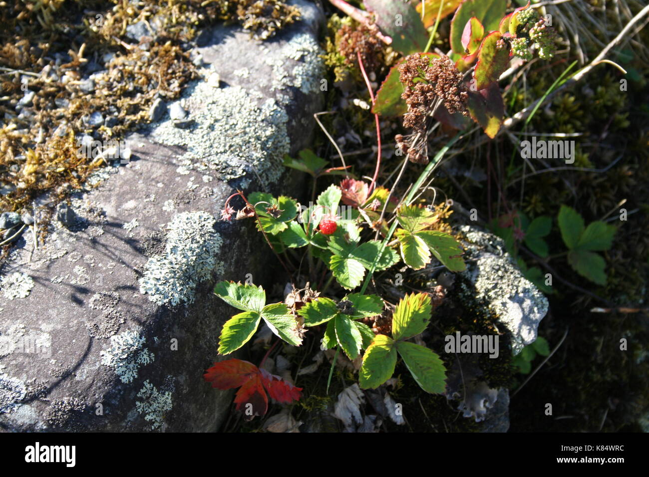 Unsorted plants hi-res stock photography and images - Alamy