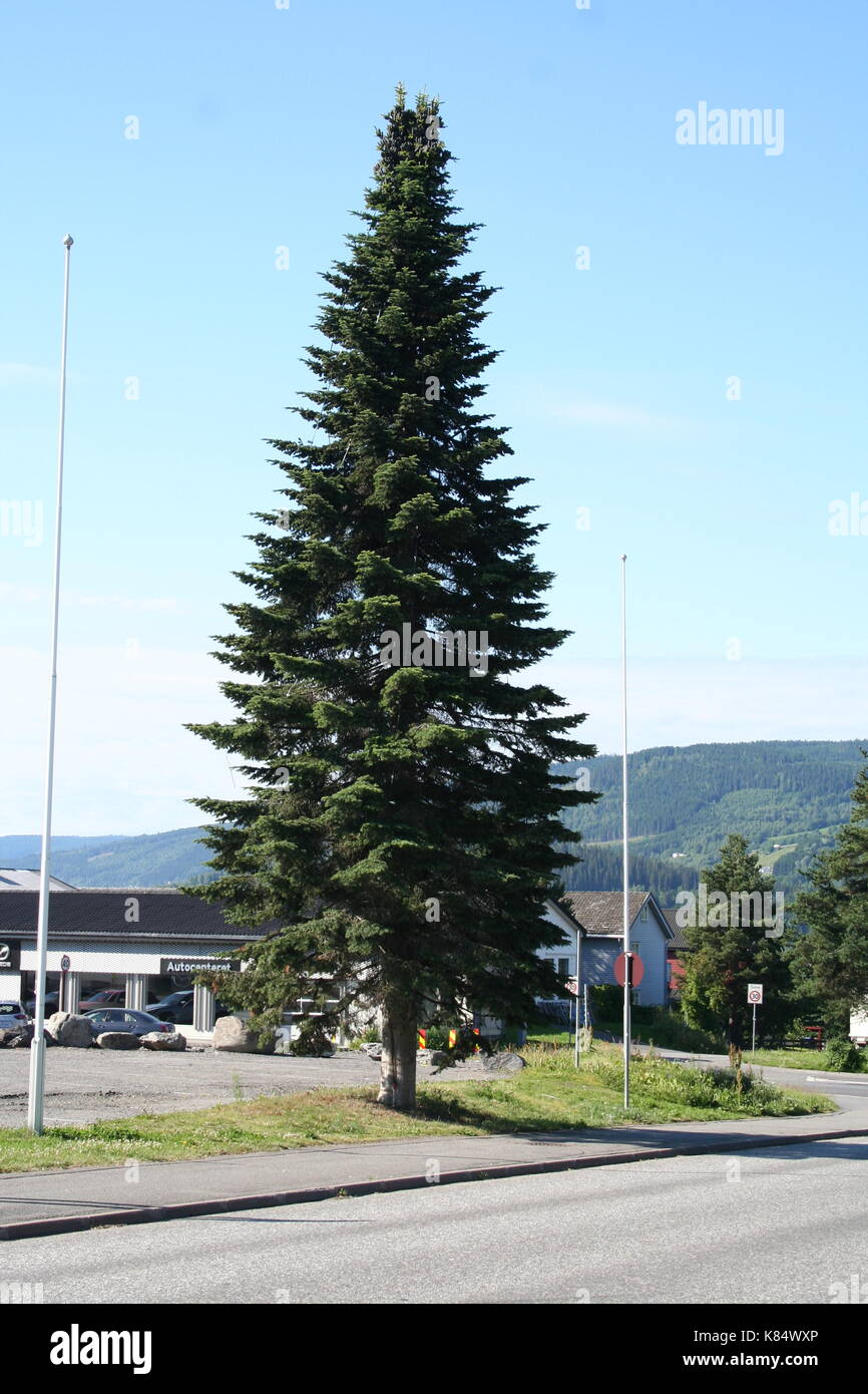 Unsorted plant images (Work in progress Stock Photo - Alamy