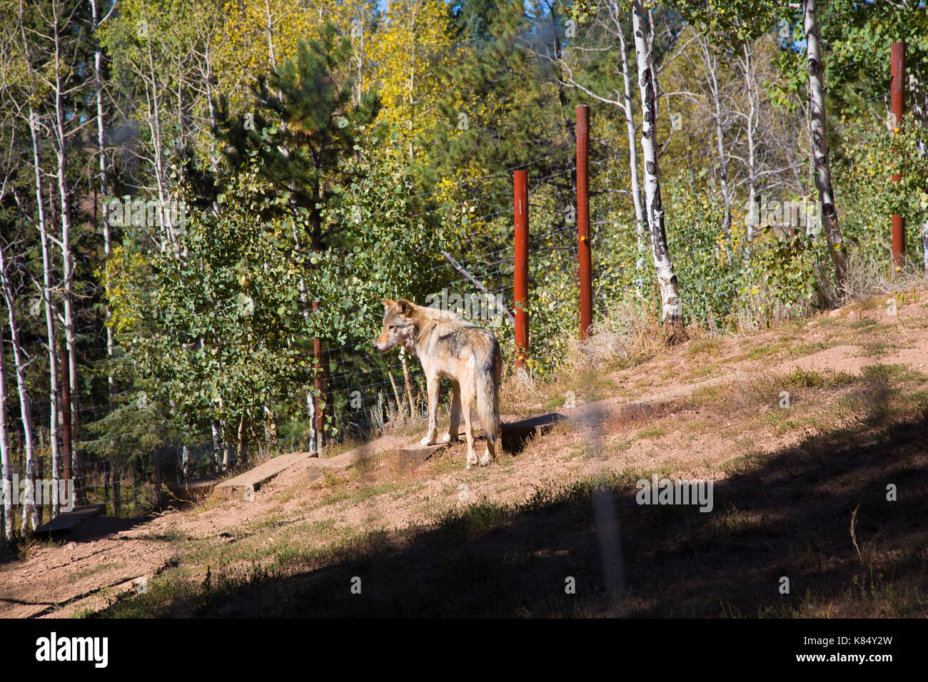 Wolf preserve hi-res stock photography and images - Alamy