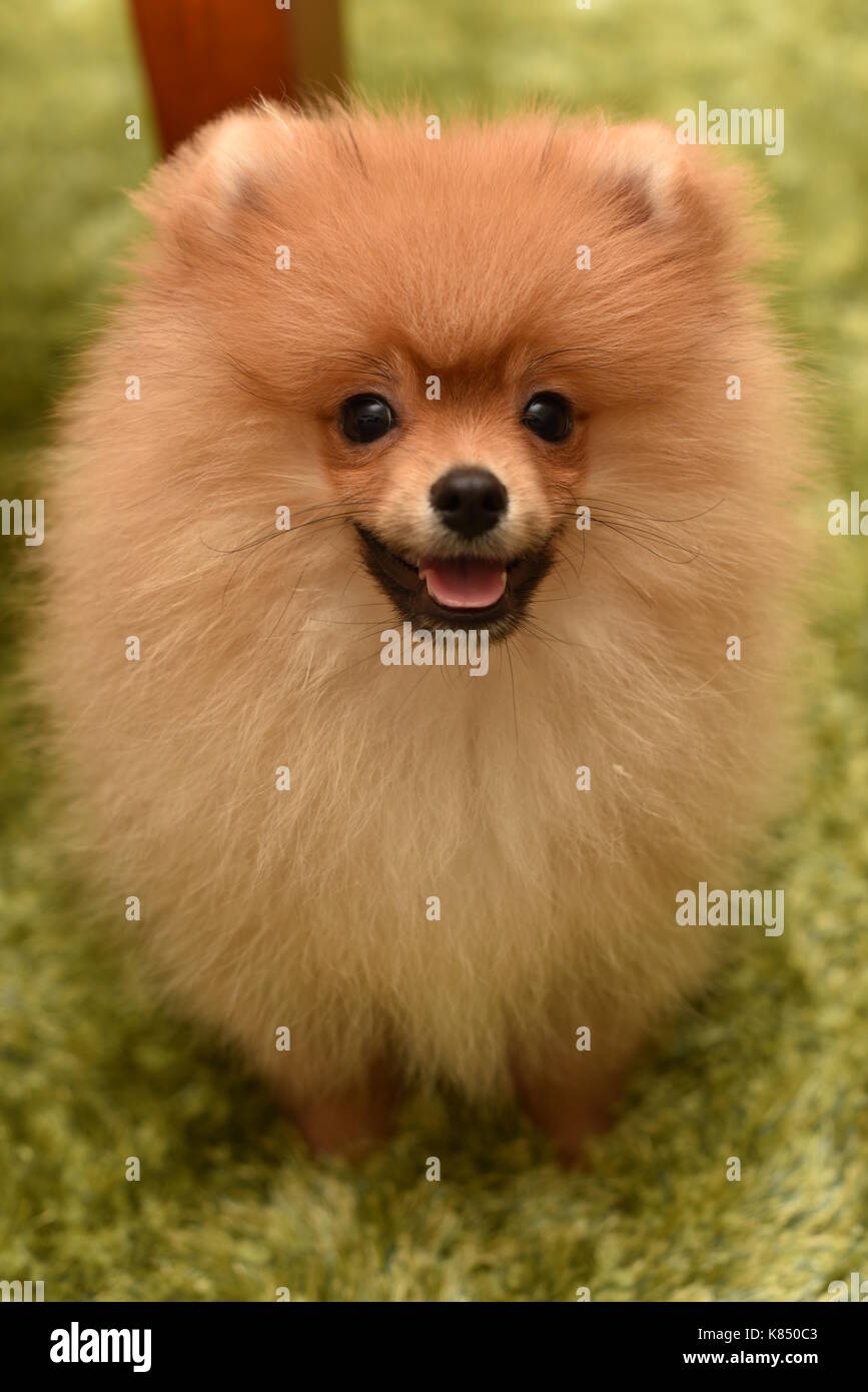 Cute pomeranian dog hi-res stock photography and images - Alamy