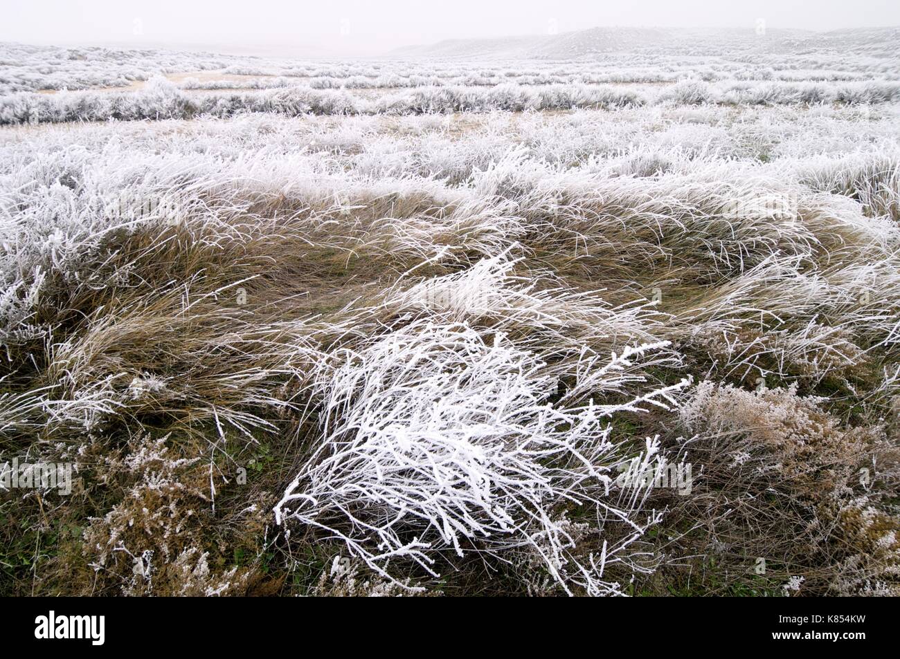 Shrub Steppe Ecosystem High Resolution Stock Photography and Images - Alamy