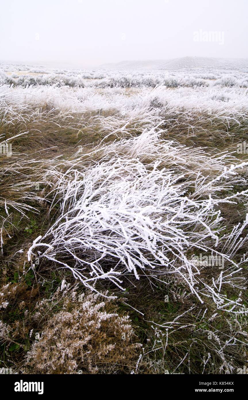 Shrub steppe ecosystem hi-res stock photography and images - Alamy