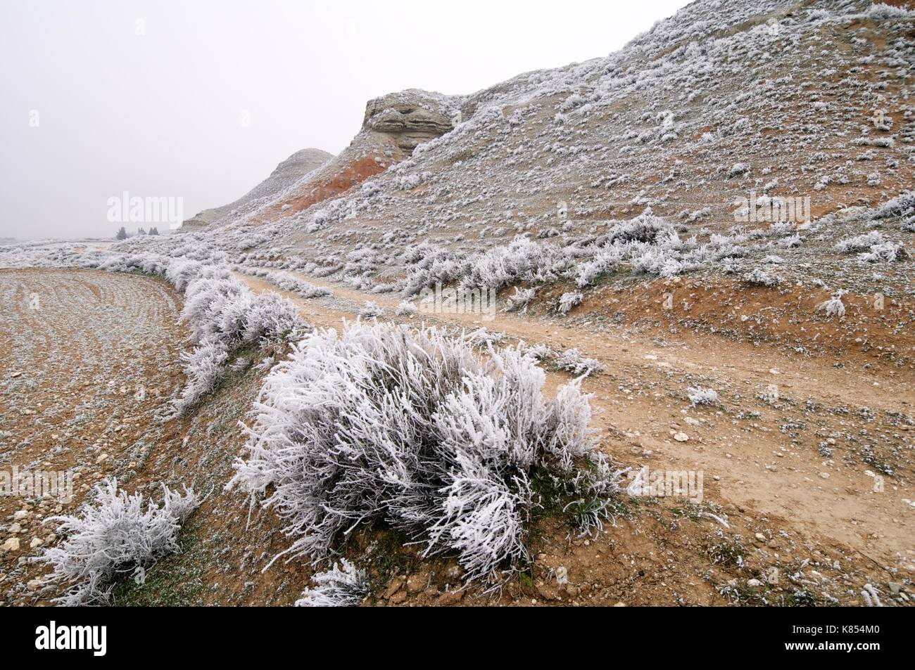 Shrub steppe ecosystem hi-res stock photography and images - Alamy
