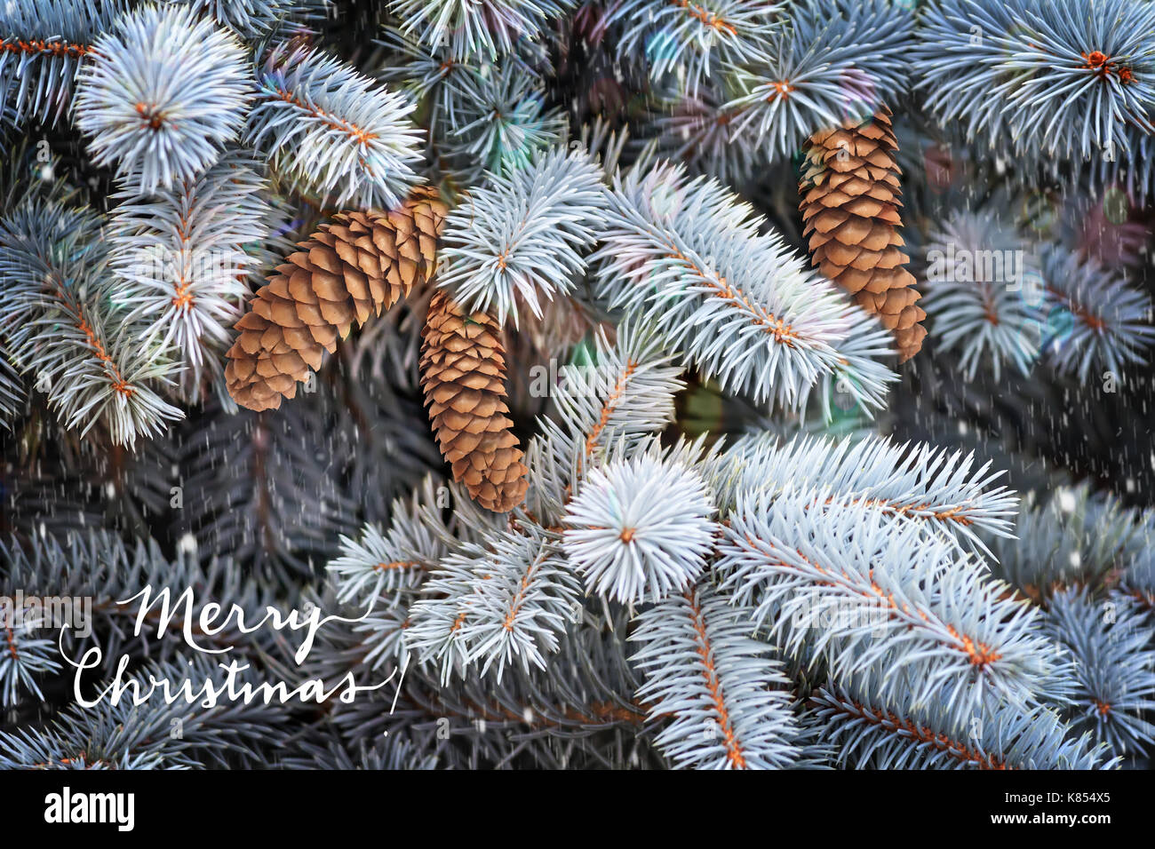 Group frosty spruce trees hi-res stock photography and images - Alamy