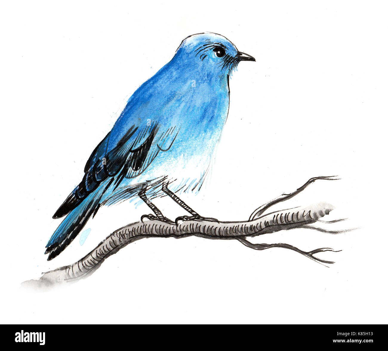 Blue bird on a tree branch Stock Photo - Alamy