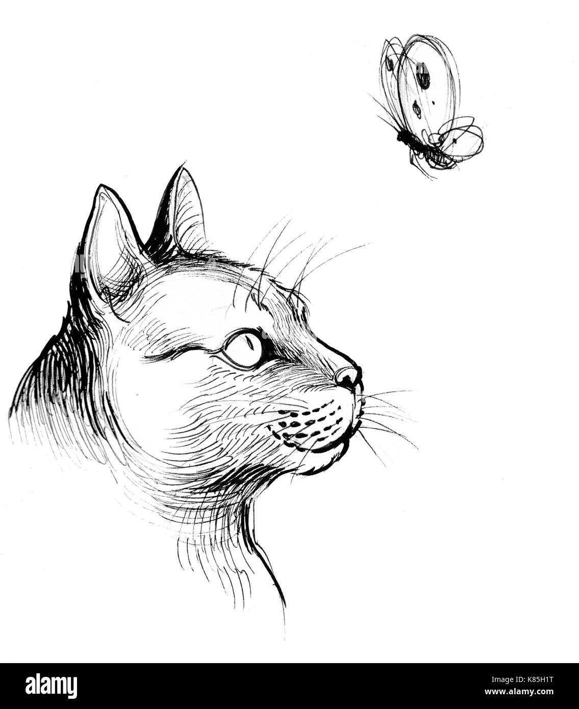 Cat and butterfly Stock Photo - Alamy