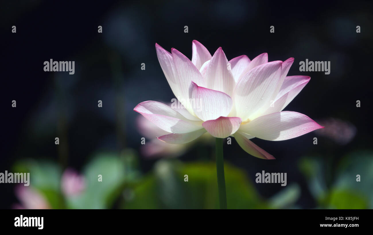 Lotus close up opening in hong kong Stock Photo - Alamy