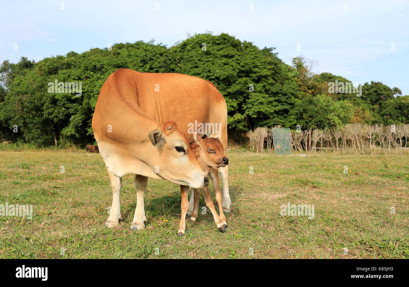 cow world, mother take care the son in Sai Kung, Hong Kong Global ...