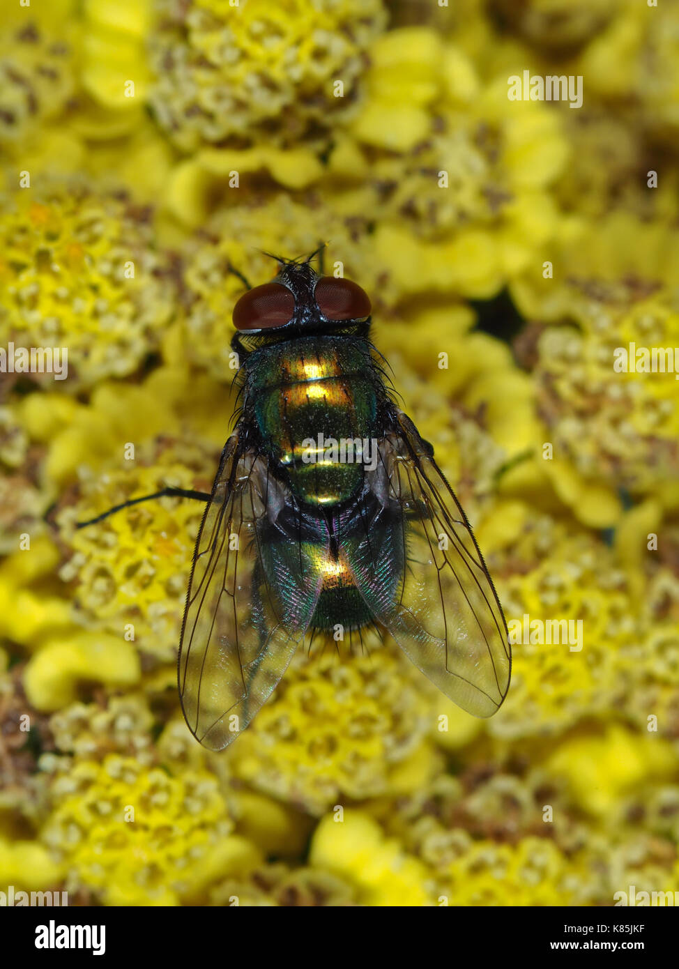 Metallic green fly hi-res stock photography and images - Alamy