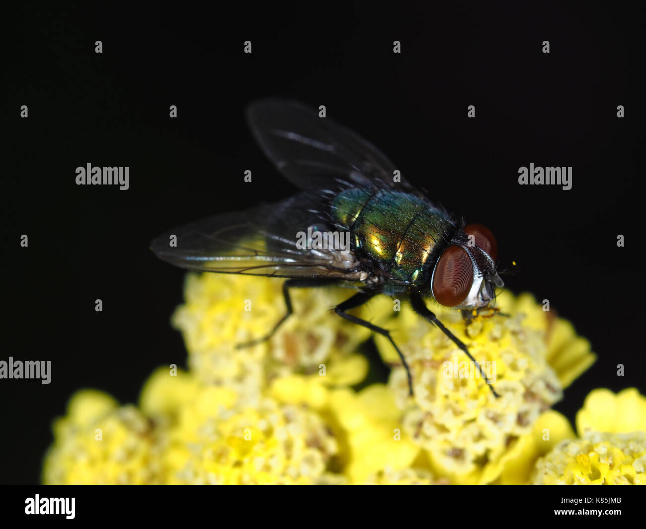 Metallic green fly hi-res stock photography and images - Alamy
