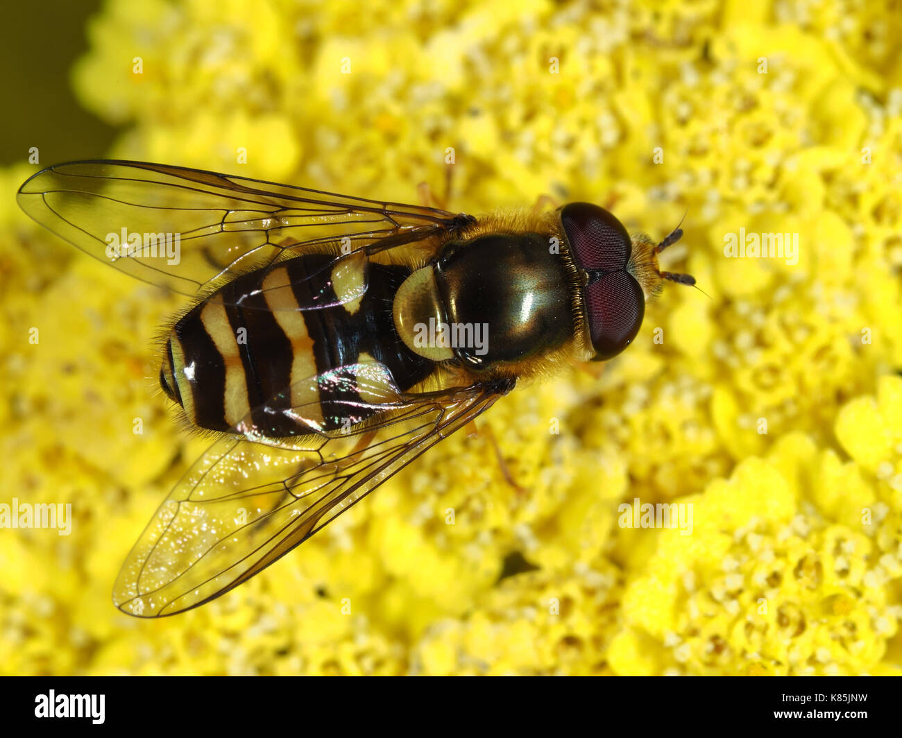 Hover fly on yellow flowers Stock Photo - Alamy