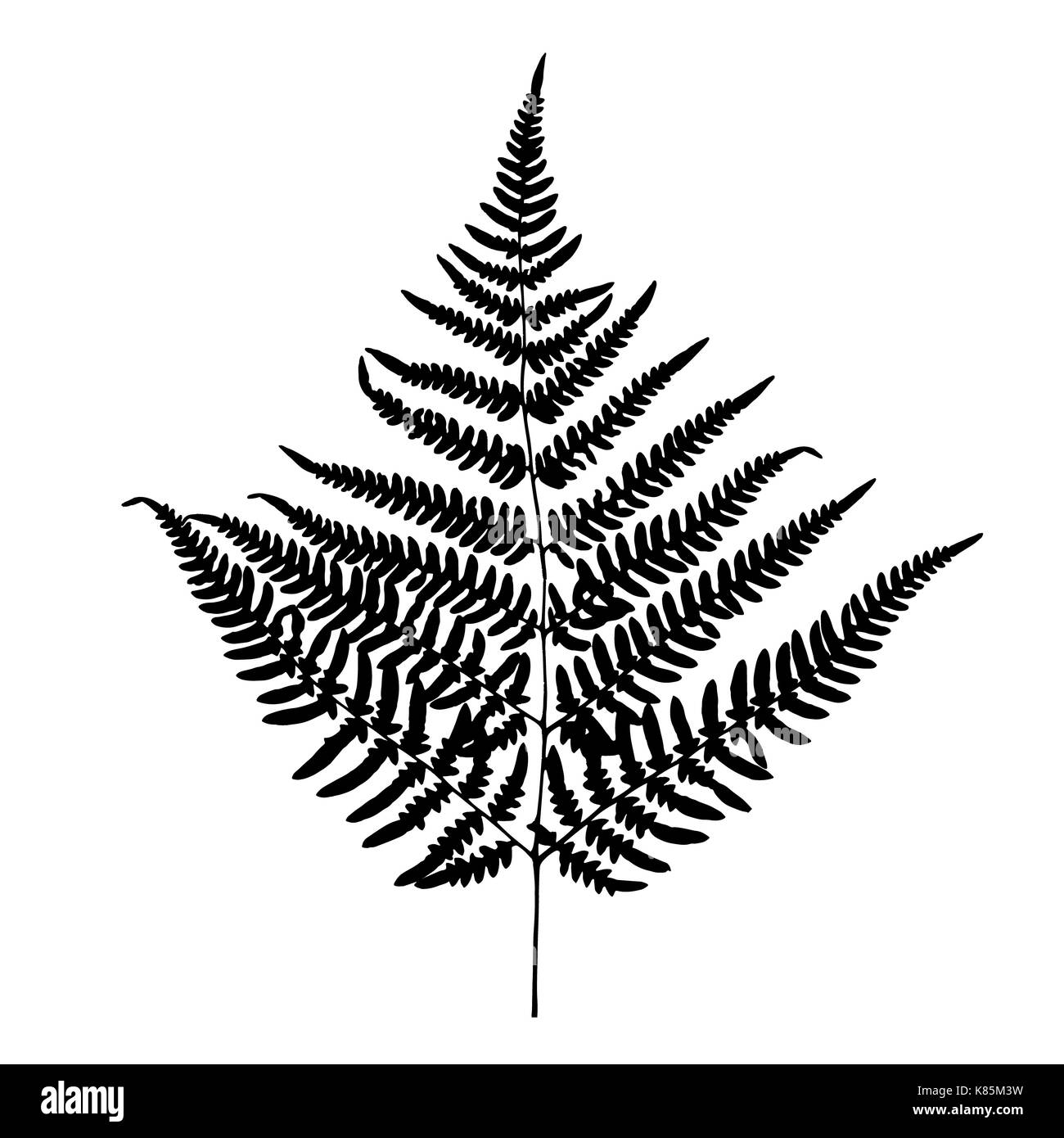 Hawaiian fern Cut Out Stock Images & Pictures - Alamy