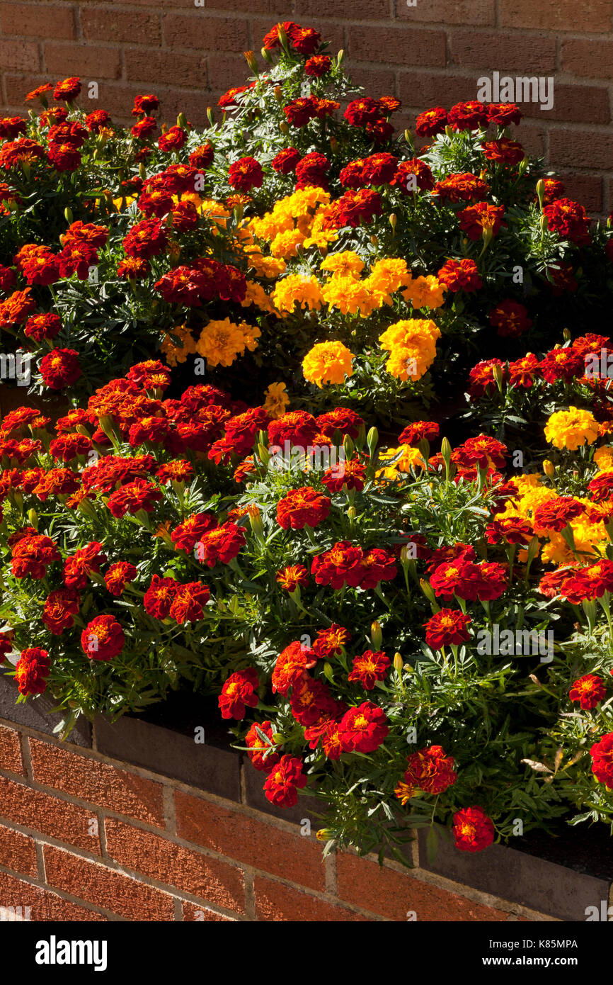 Marigolds in a Raised Flower Bed on a Patio Stock Photo - Alamy