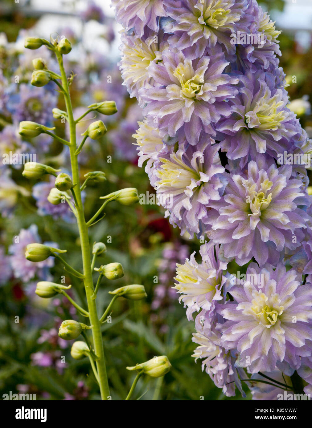 Summer Flowers in a garden in England, UK Stock Photo - Alamy