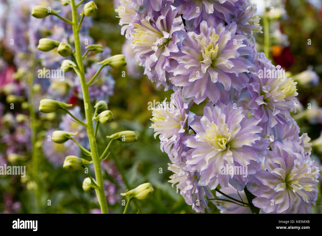 Summer Flowers in a garden in England, UK Stock Photo - Alamy