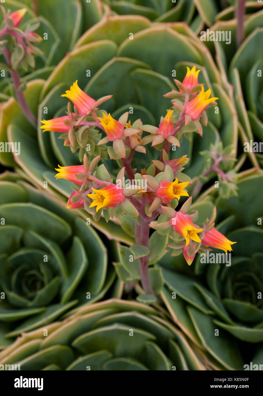A succulent plant growing in a garden in England, UK Stock Photo - Alamy