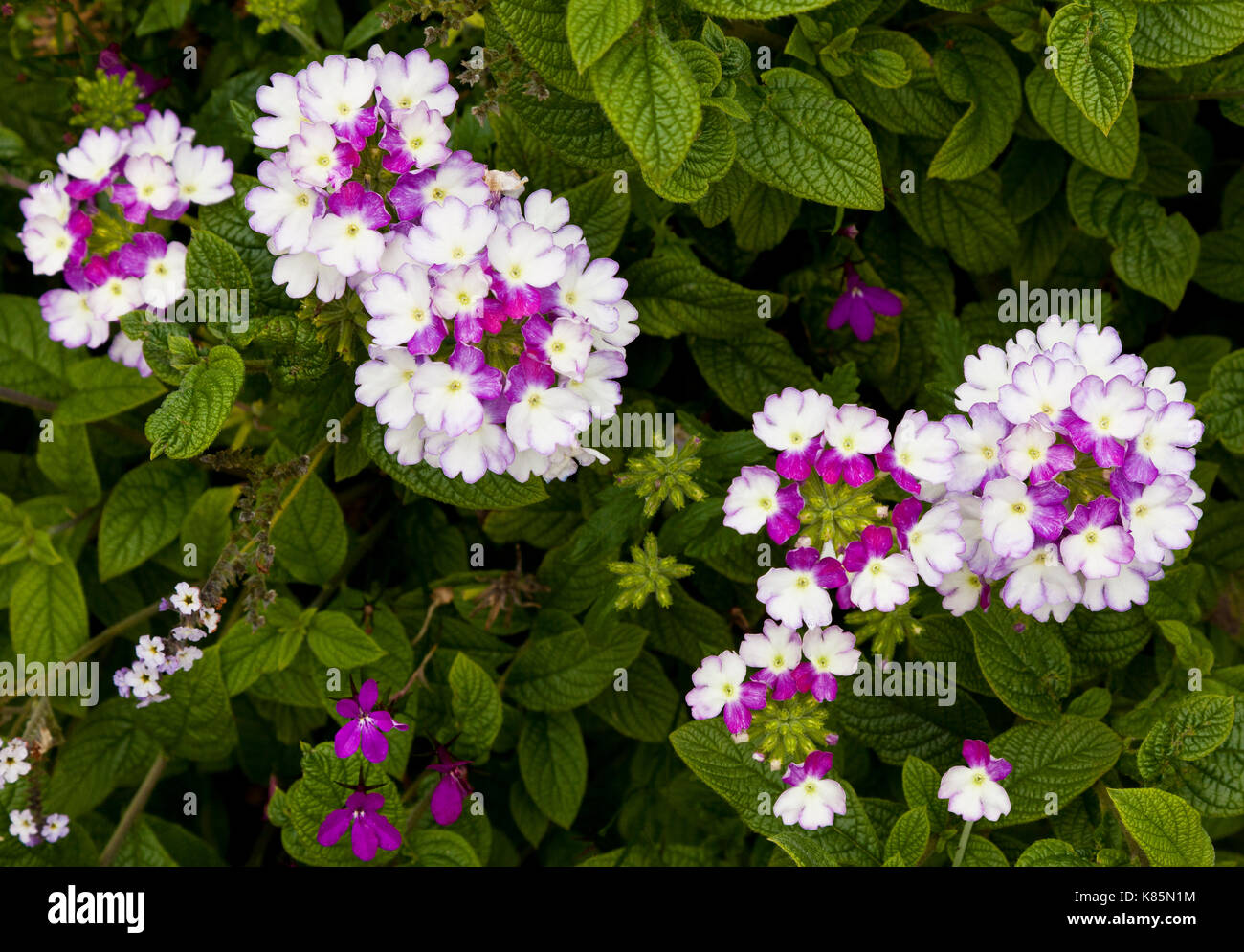 Summer Flowers in a garden in England, UK Stock Photo - Alamy