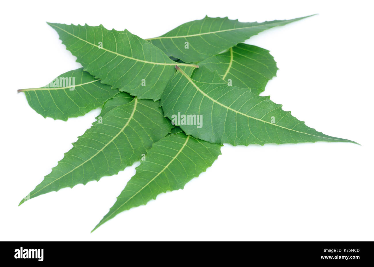 Neem leaves hi-res stock photography and images - Alamy