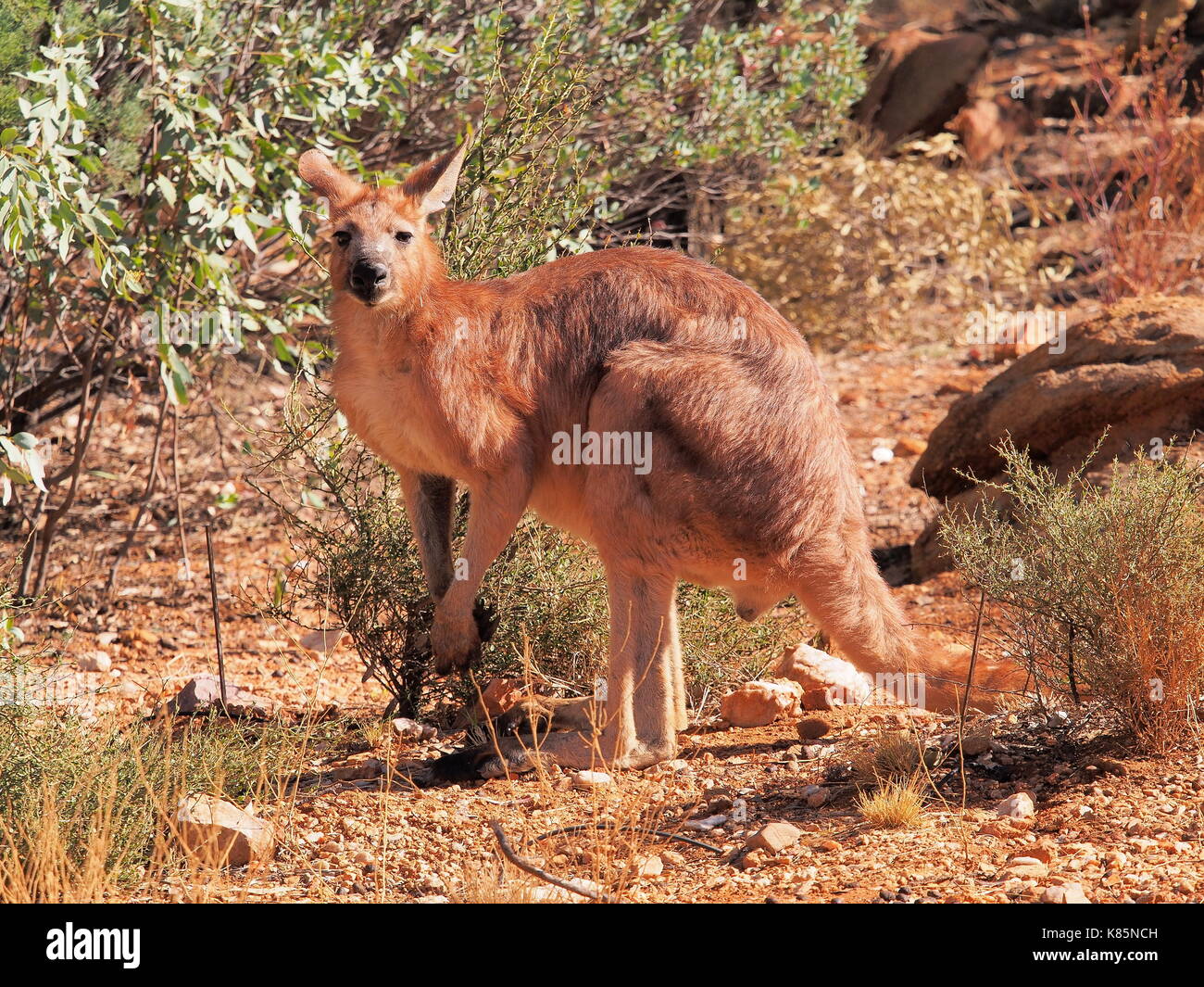 Big red kangaroo hi-res stock photography and images - Alamy