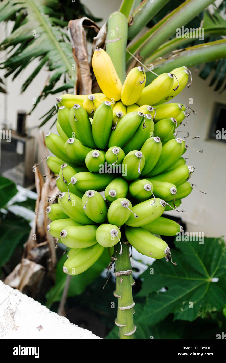 Banana chiquita hi-res stock photography and images - Alamy