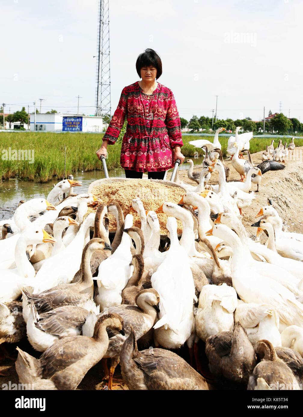 Integrated rice duck farming hi-res stock photography and images - Alamy