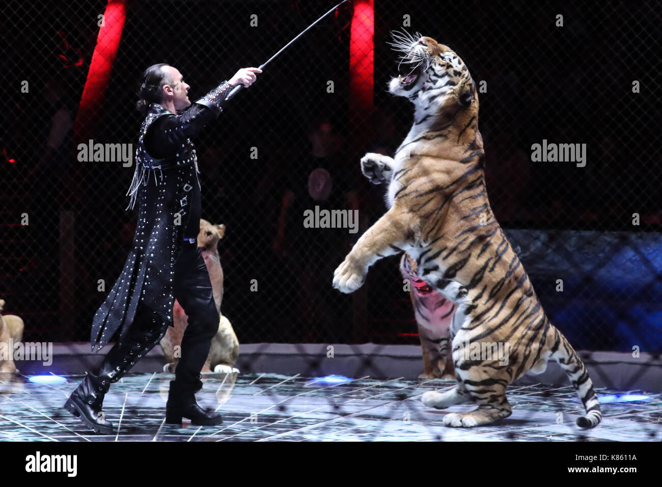 Tiger Circus High Resolution Stock Photography and Images - Alamy