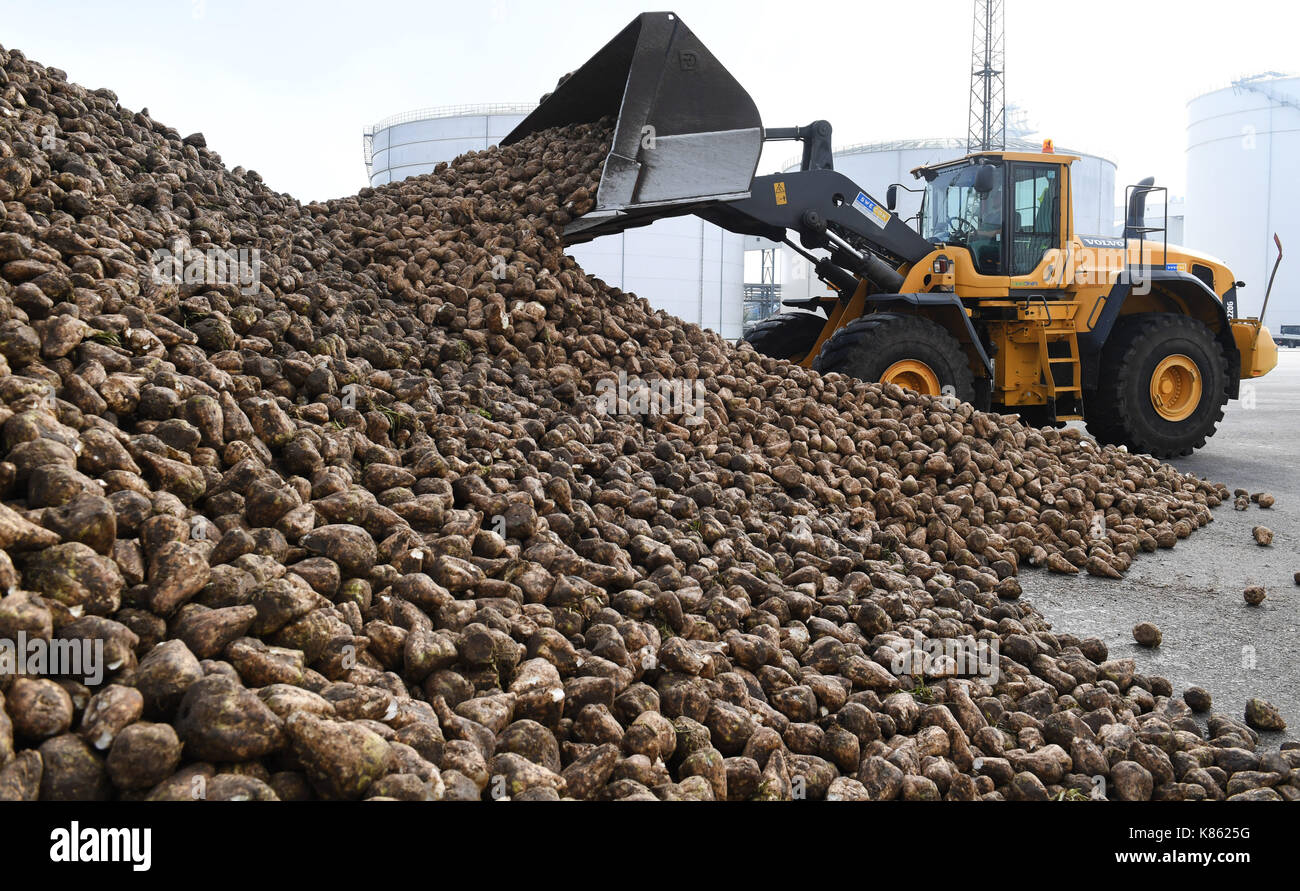 Beet Loader Stock Photos & Beet Loader Stock Images - Alamy