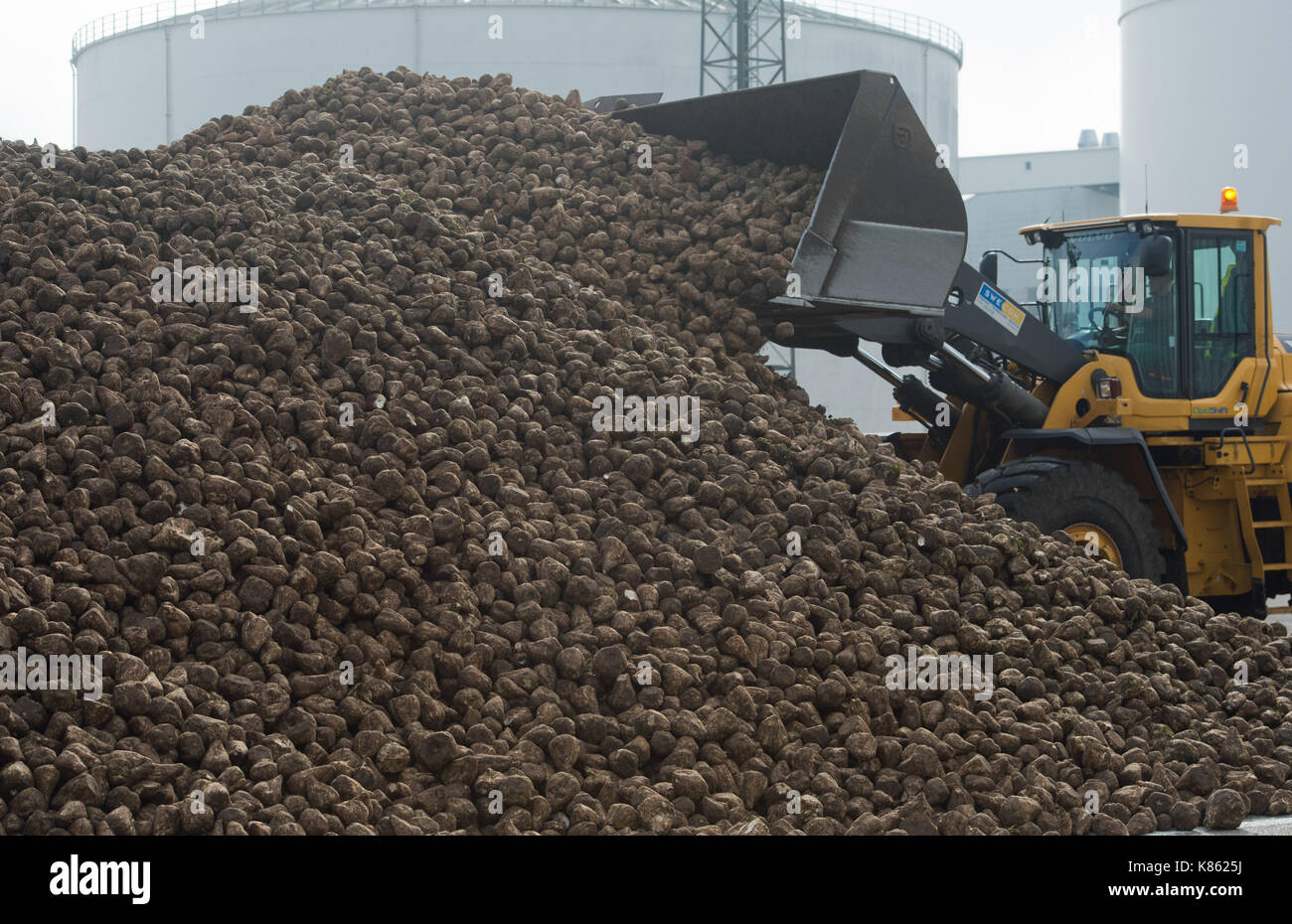 Anklam, Germany. 18th Sep, 2017. A loader moves sugar beet in the ...