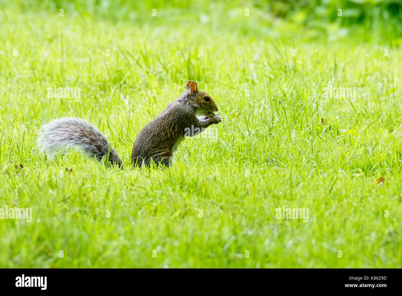 Squirrel dray hi-res stock photography and images - Alamy
