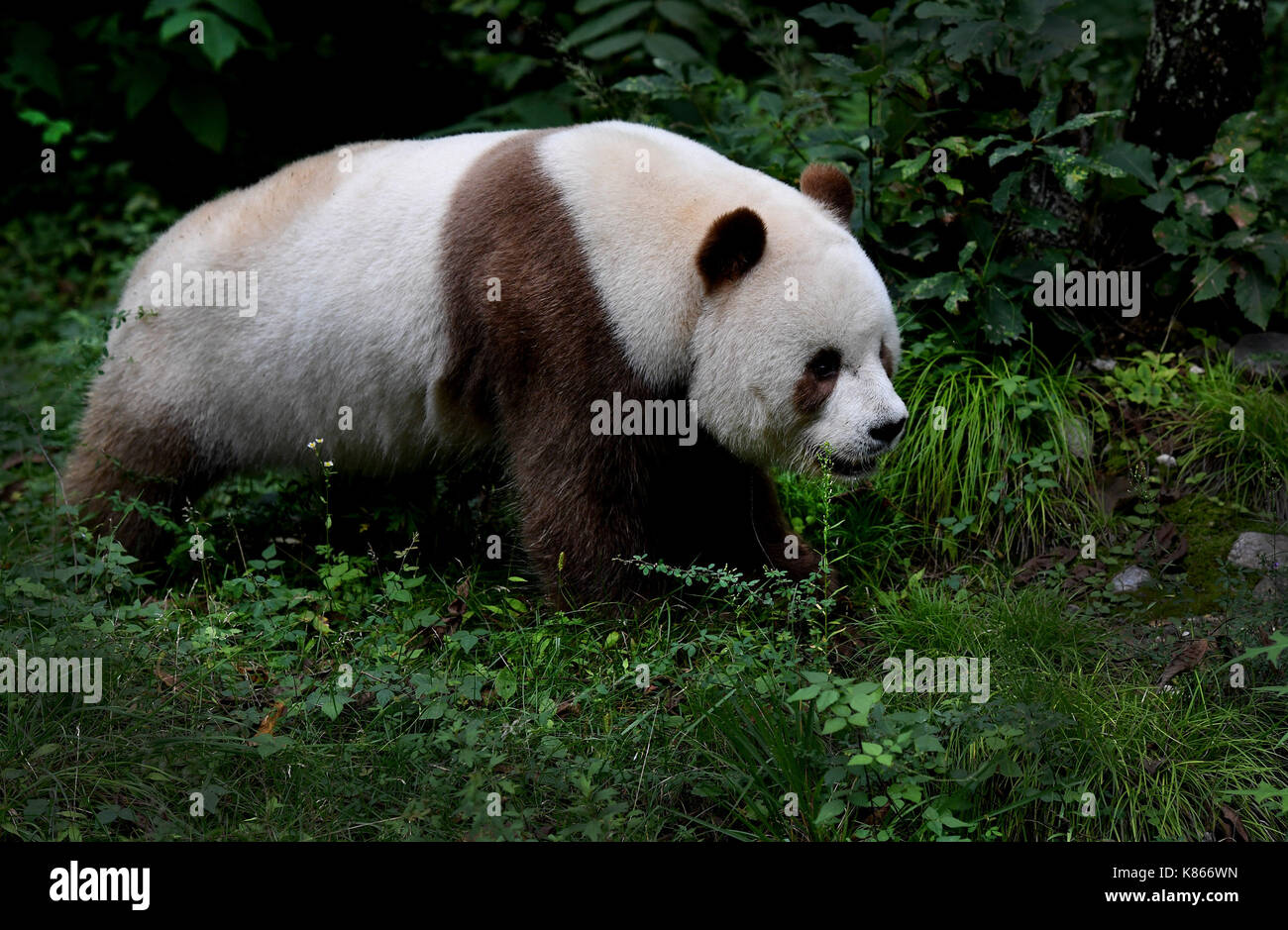 Ming ming panda beijing hi-res stock photography and images - Alamy