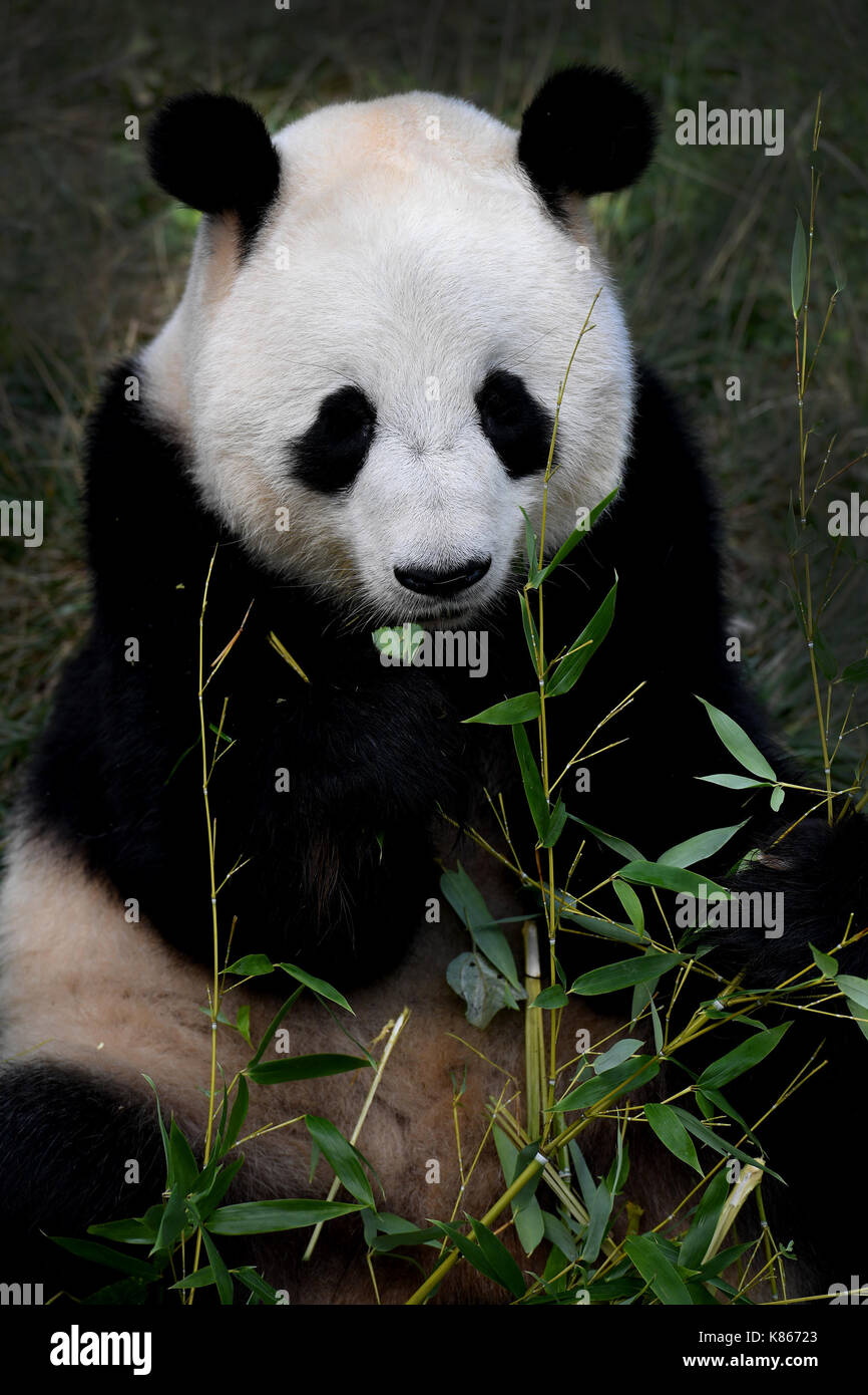 Ming ming panda beijing hi-res stock photography and images - Alamy