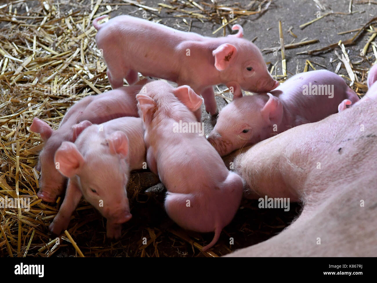 Rodewald, Germany. 16th Sep, 2017. Three-day-old piglets drinking milk ...