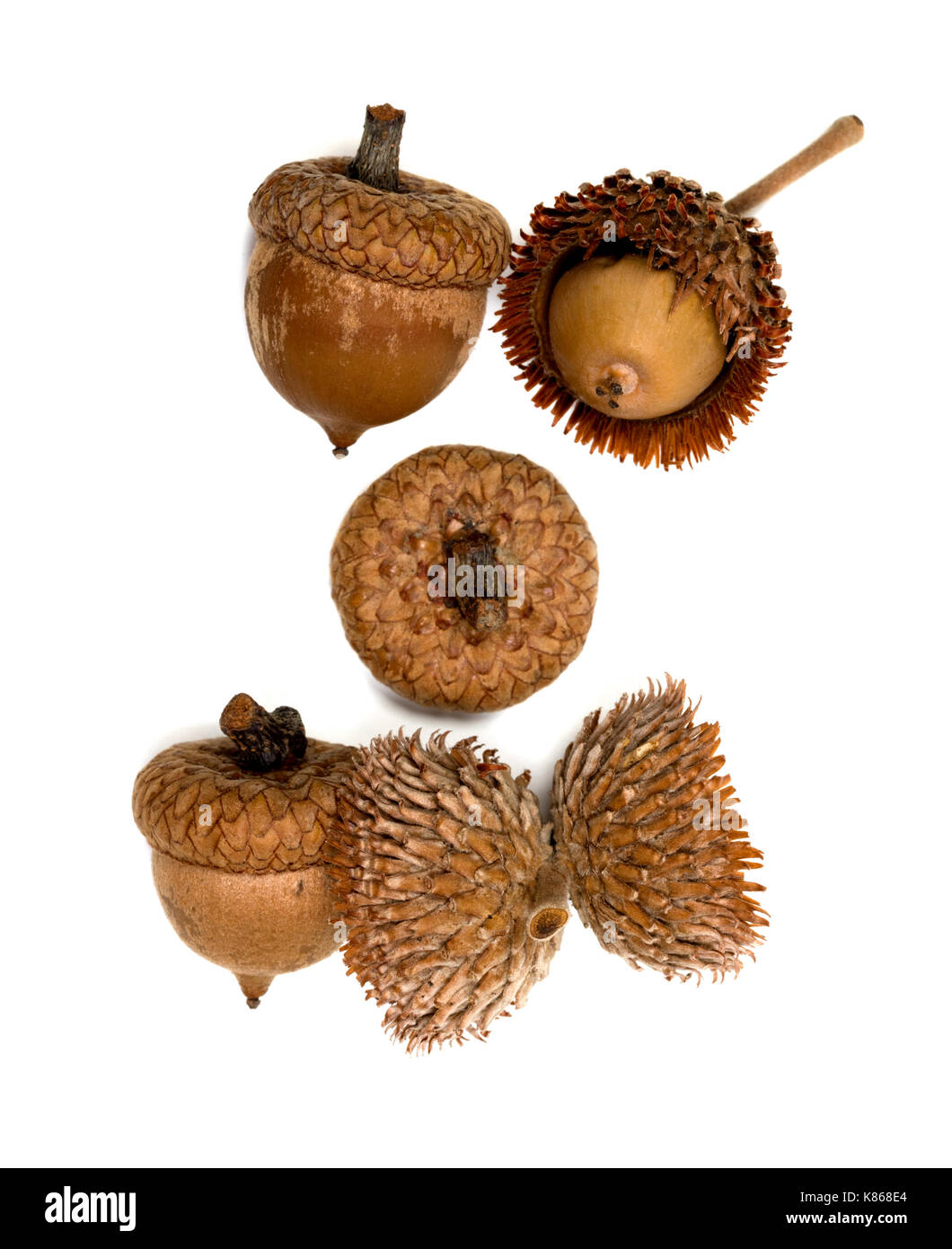 Autumn dry acorns isolated on white background. View from above Stock ...