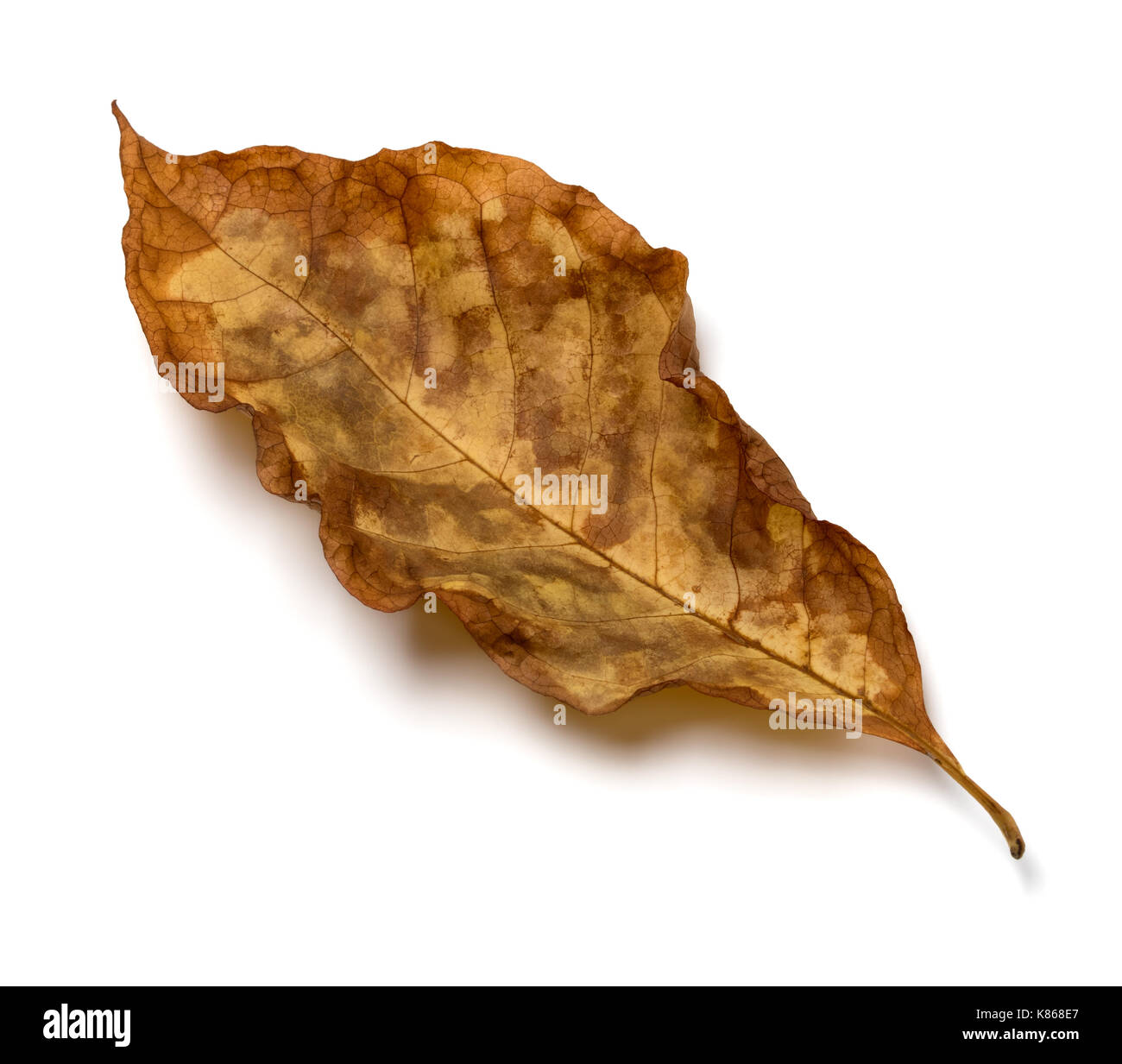 Dry walnut hi-res stock photography and images - Alamy