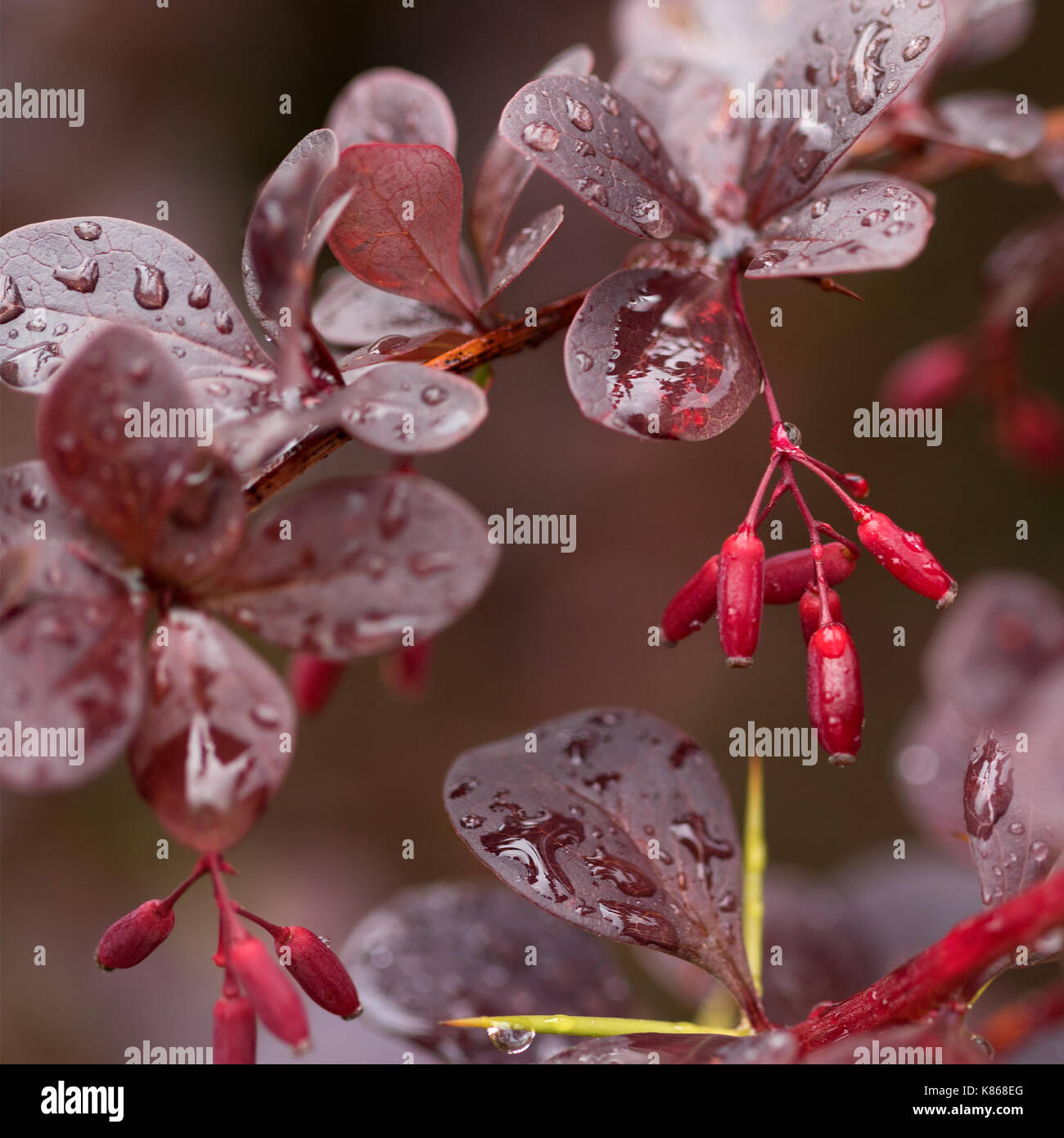 Wet twigs of red barberry (Berberis thunbergii) with fruit after rain Stock Photo - Alamy
