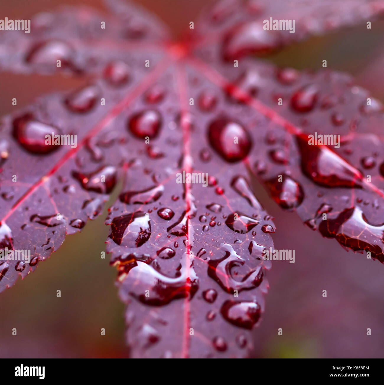 Leaves of red Japanese maple (fullmoon maple) with water drops after ...