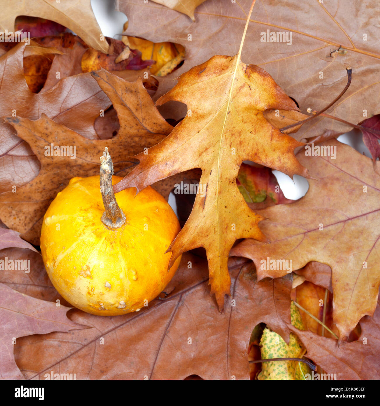 Small decorative pumpkins on autumn dry oak leafs. View from above ...