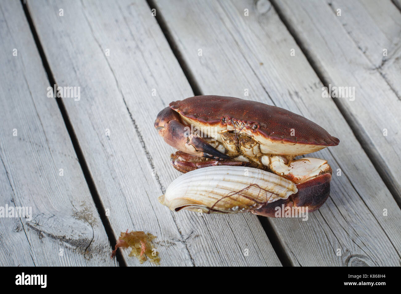 alive crab holding scallop in claw Stock Photo - Alamy