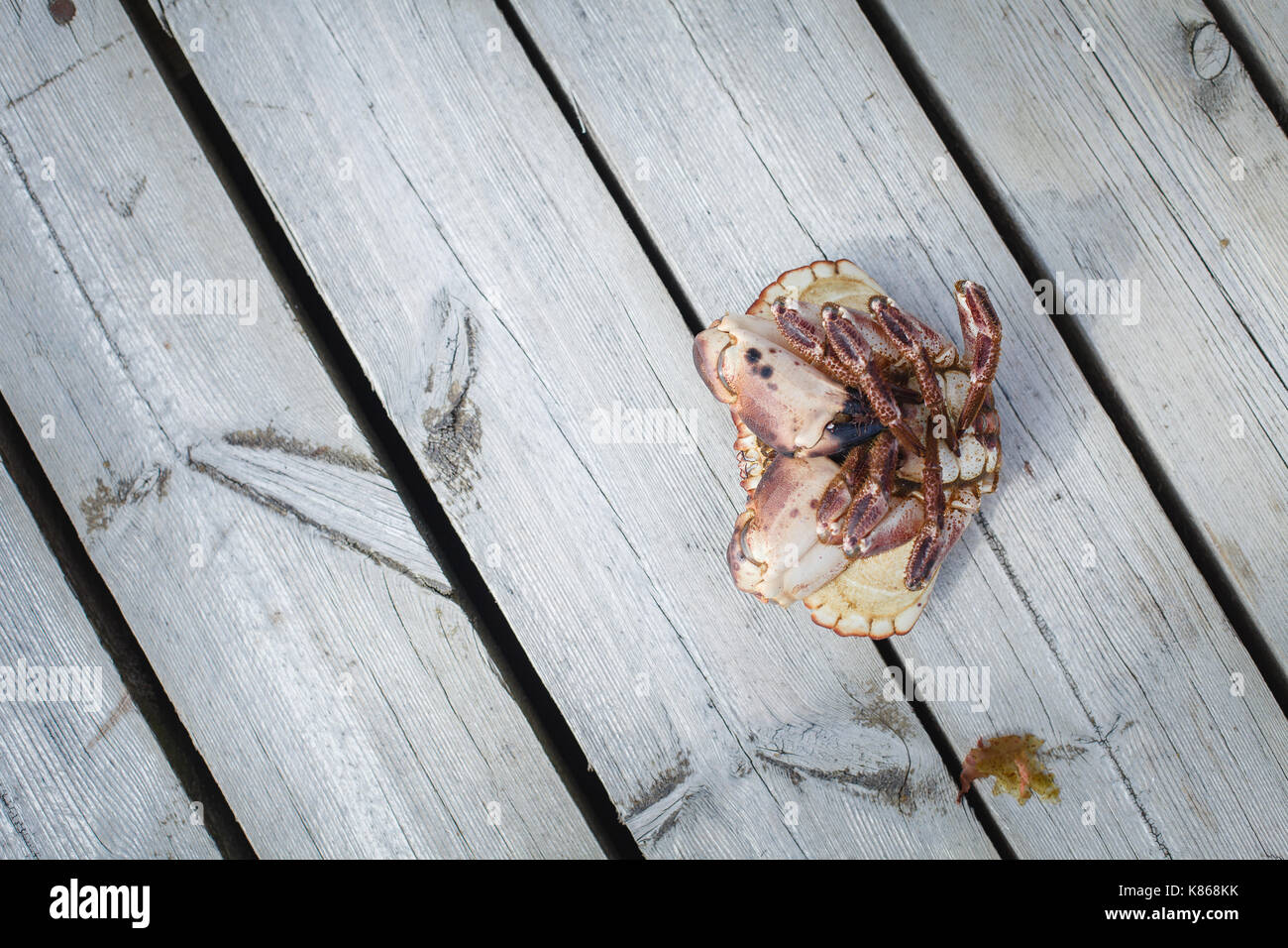 alive crab lying upside down Stock Photo - Alamy