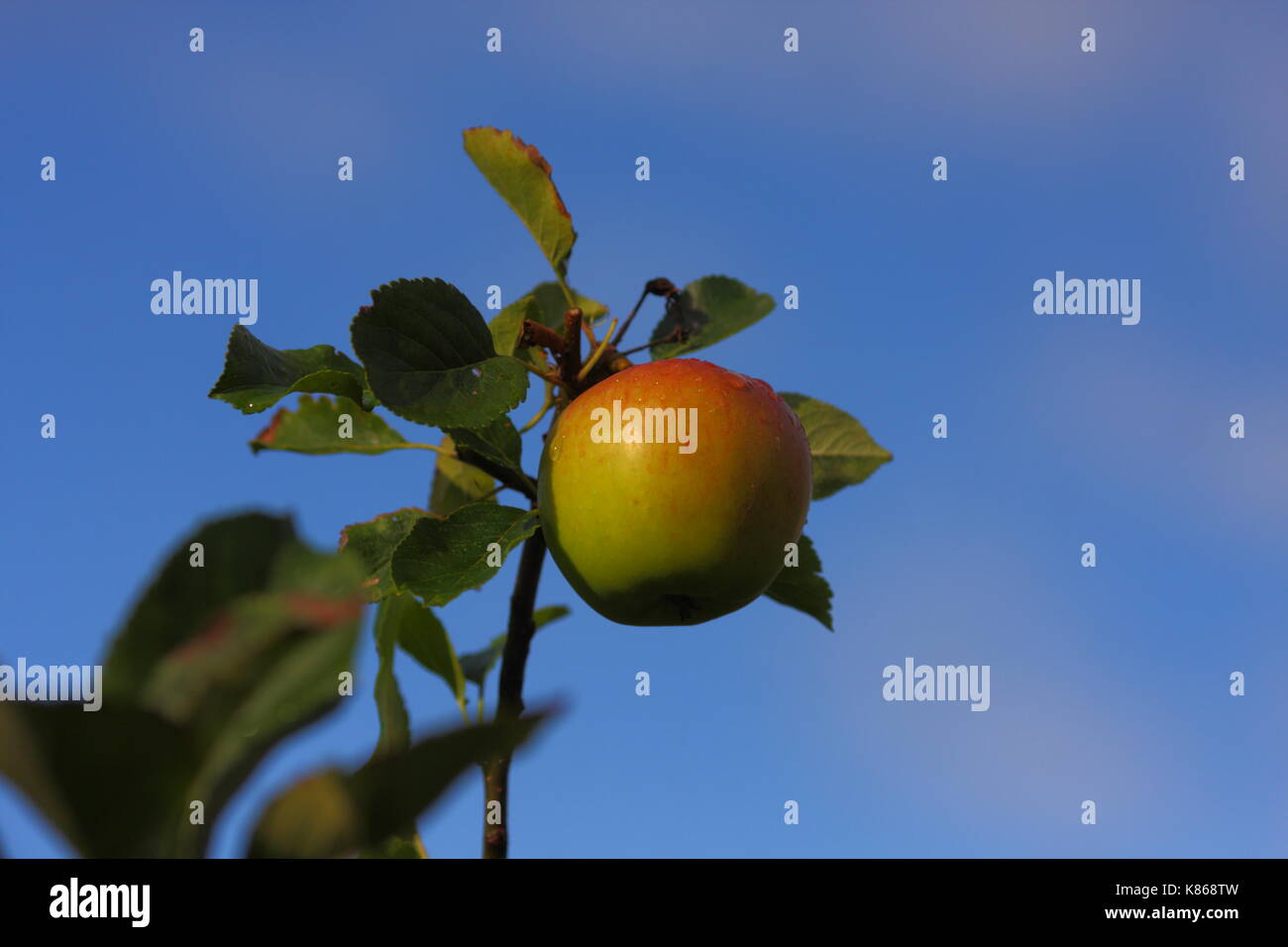 Single fruit tree hi-res stock photography and images - Alamy