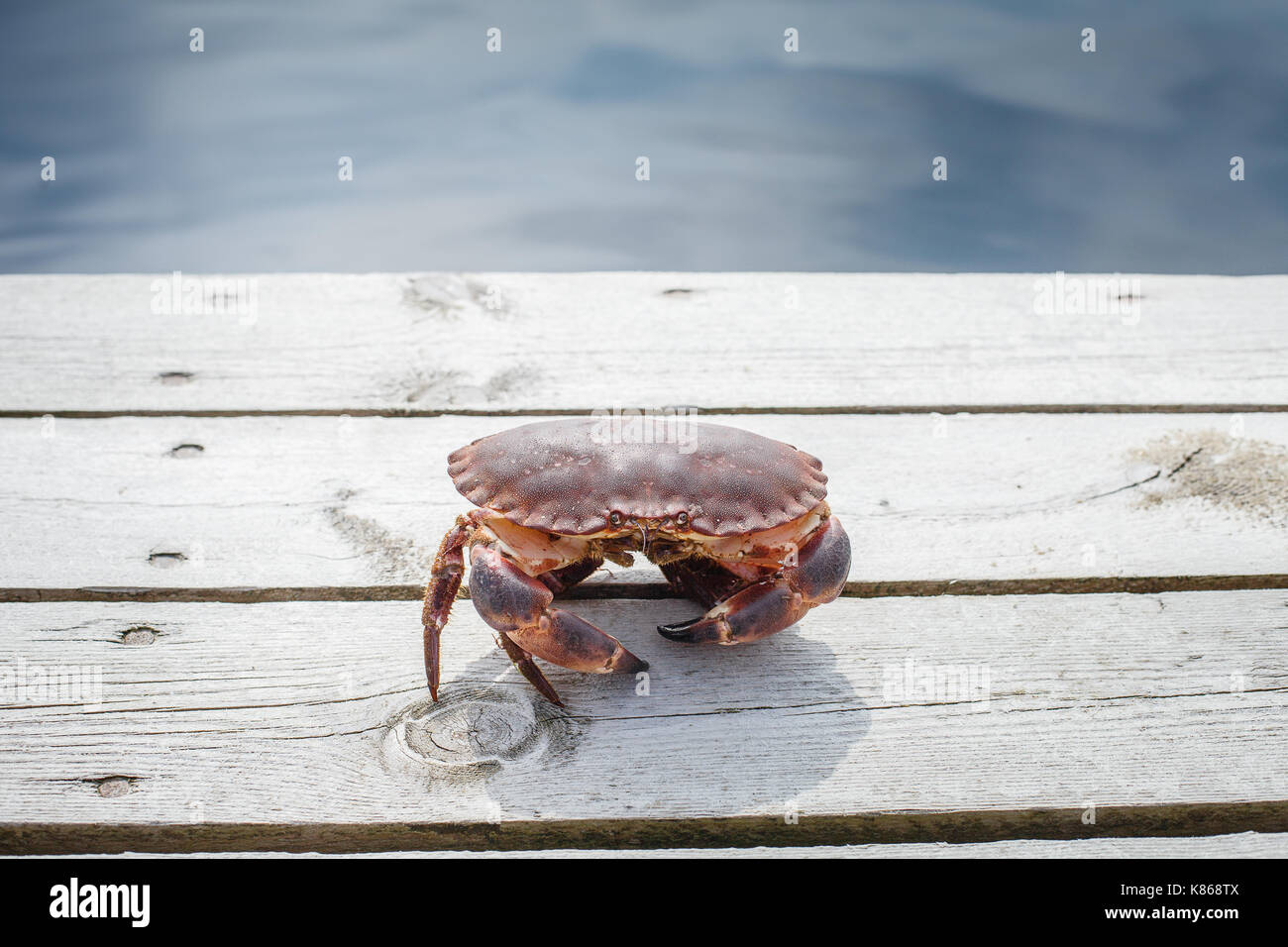 alive crab standing on wooden floor Stock Photo - Alamy