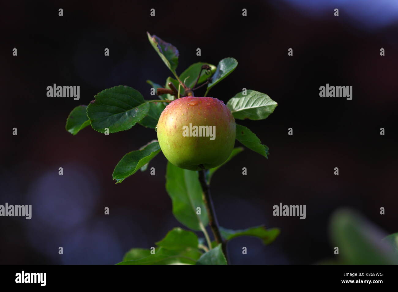 Single fruit tree hi-res stock photography and images - Alamy