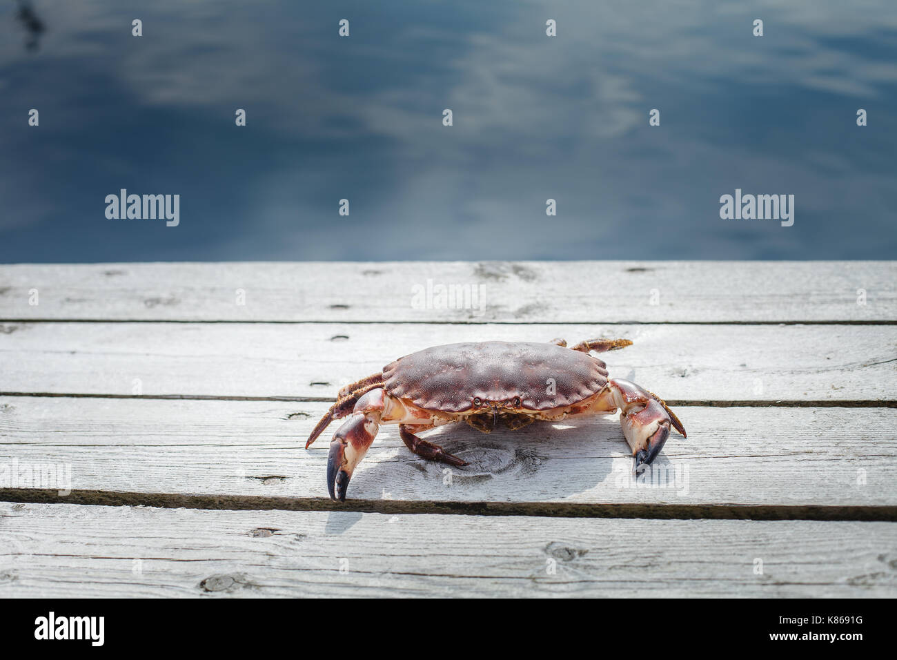 alive crab standing on wooden floor Stock Photo - Alamy
