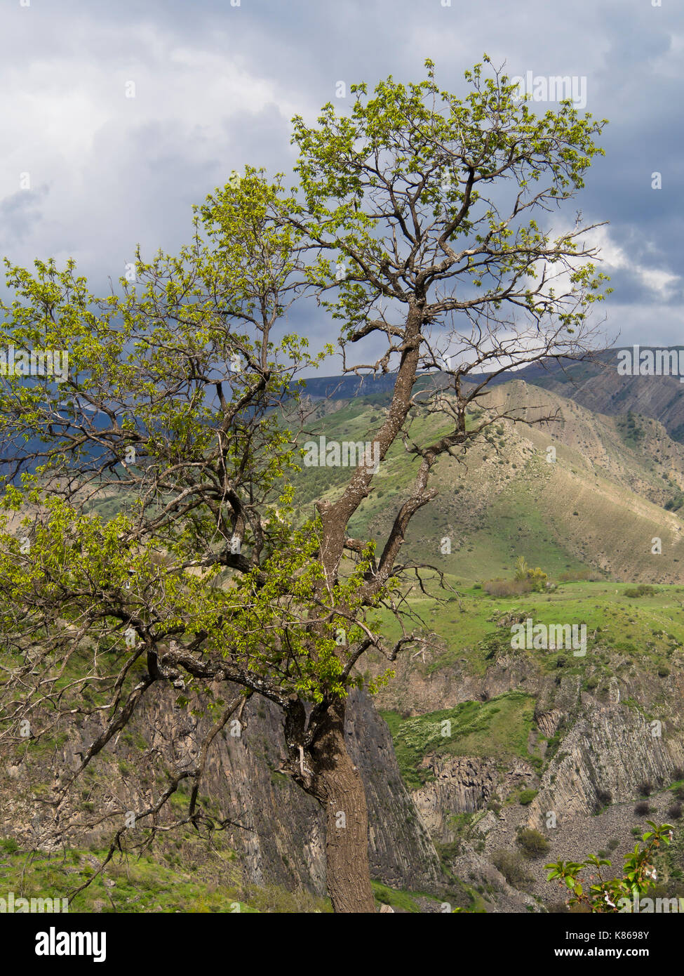 Springtime in Armenia, a tree with young green leaves on the edge of ...